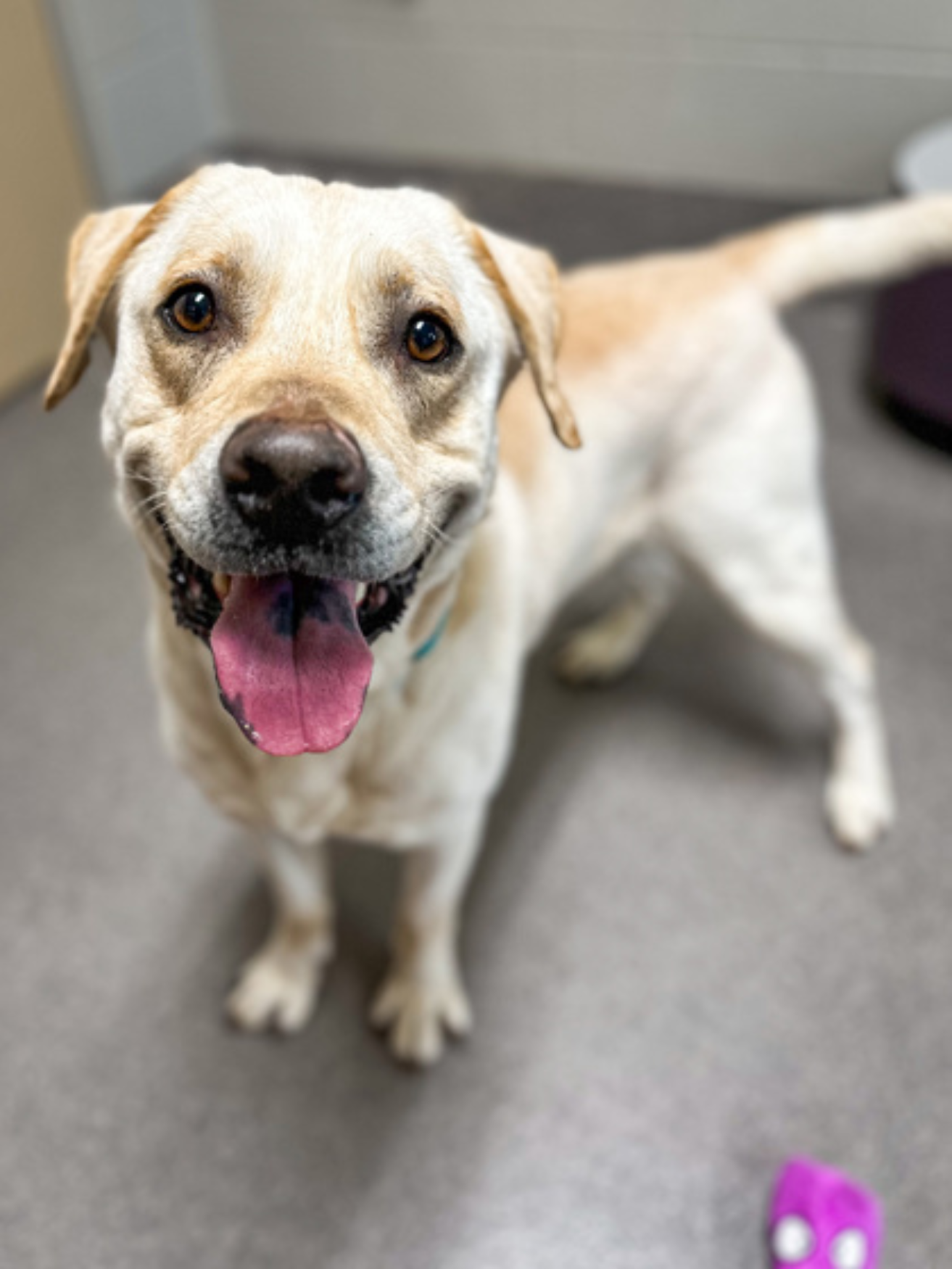 Sebastian Is CCHS Pet Of Week | News, Sports, Jobs - Post Journal